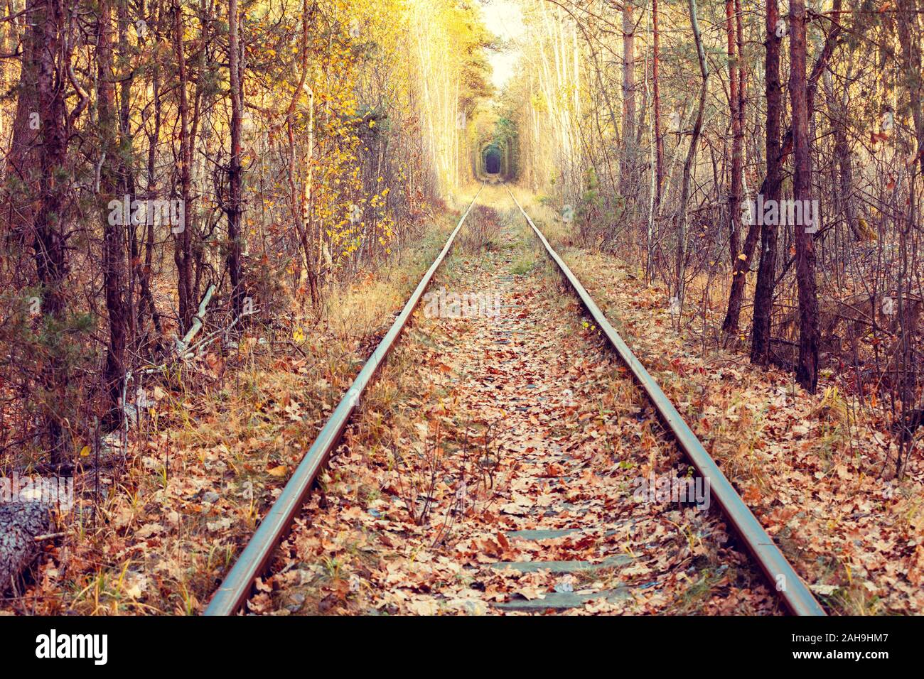 Old railway in the autumn forest. Natural tunnel Stock Photo - Alamy