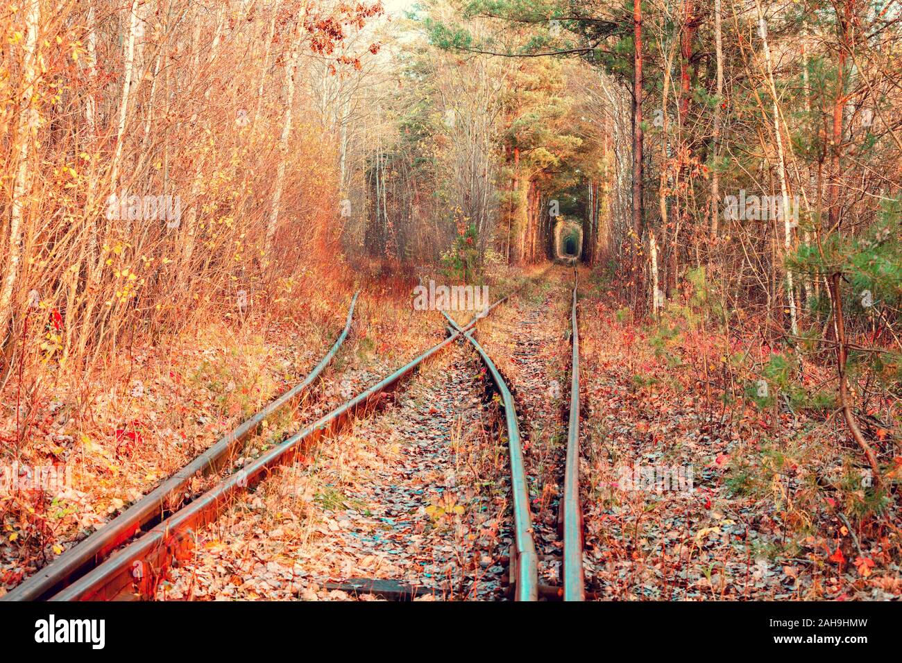 Old railway in the autumn forest. Natural tunnel Stock Photo - Alamy
