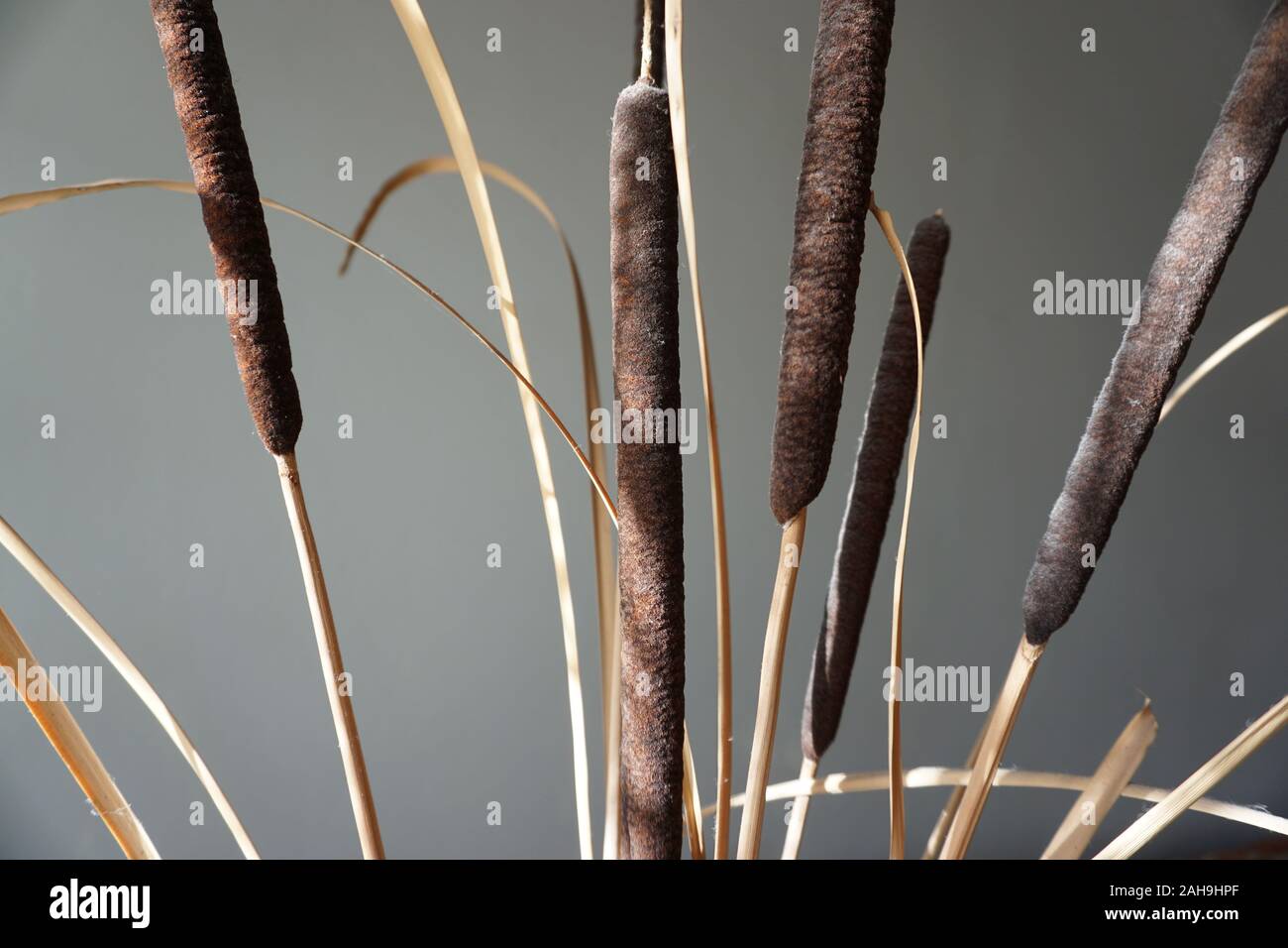 Typha angustifolia L. (also lesser bulrush, narrowleaf cattail or ...