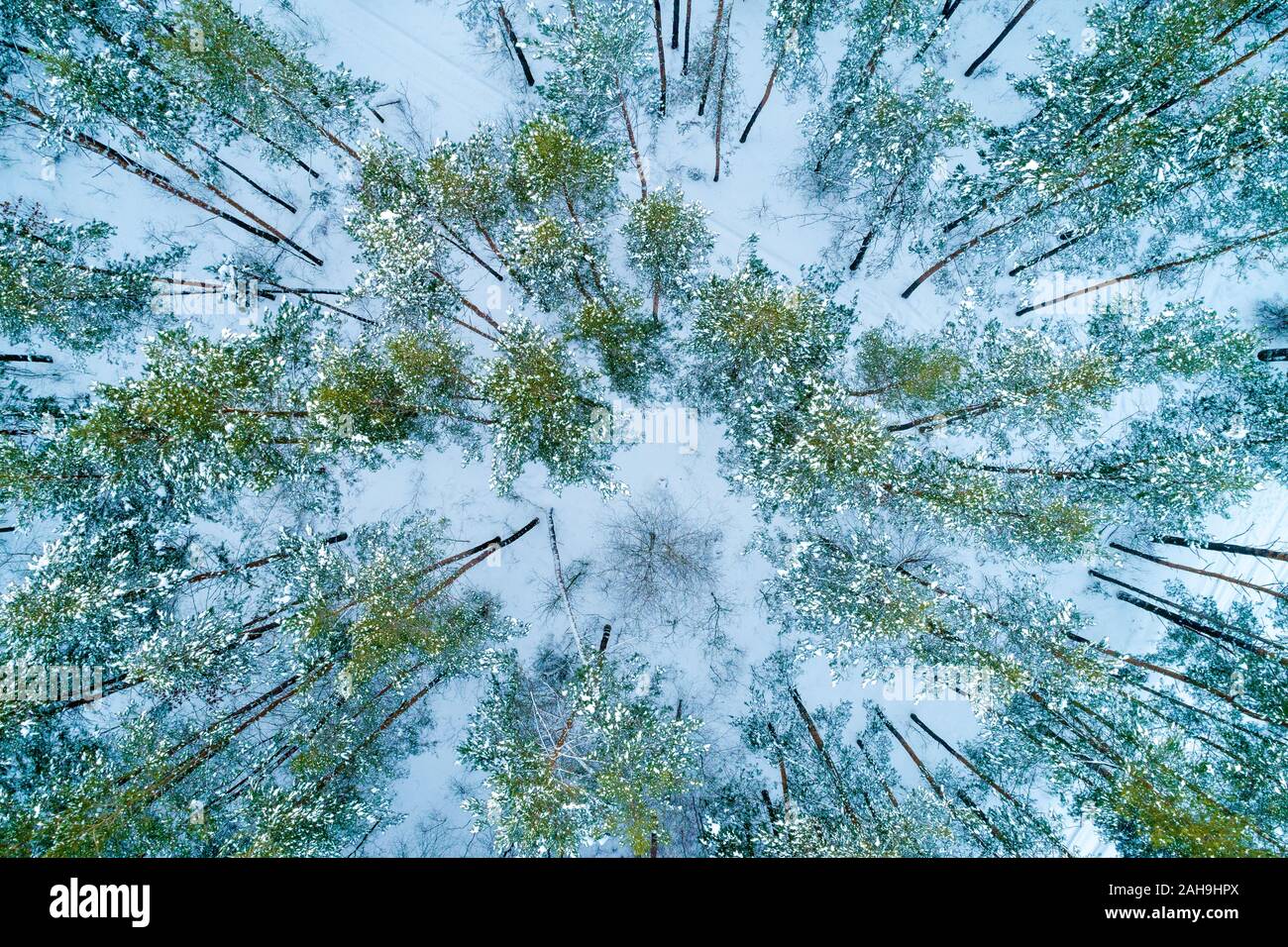 Black forest dawn winter hi-res stock photography and images - Alamy