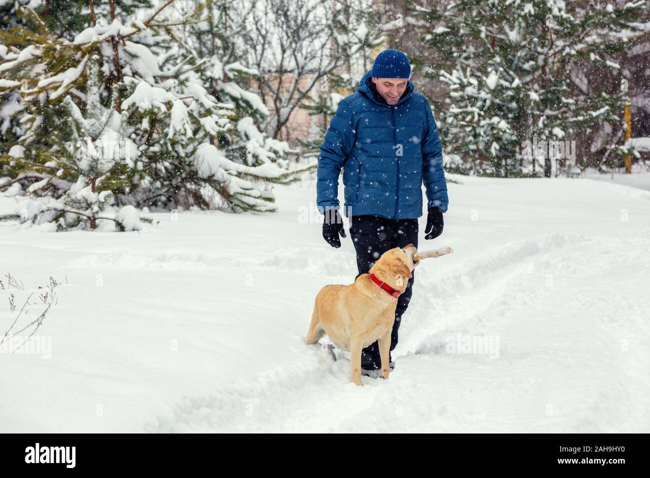 Man and dog walk in a snowy forest in winter in deep snow. The dog ...