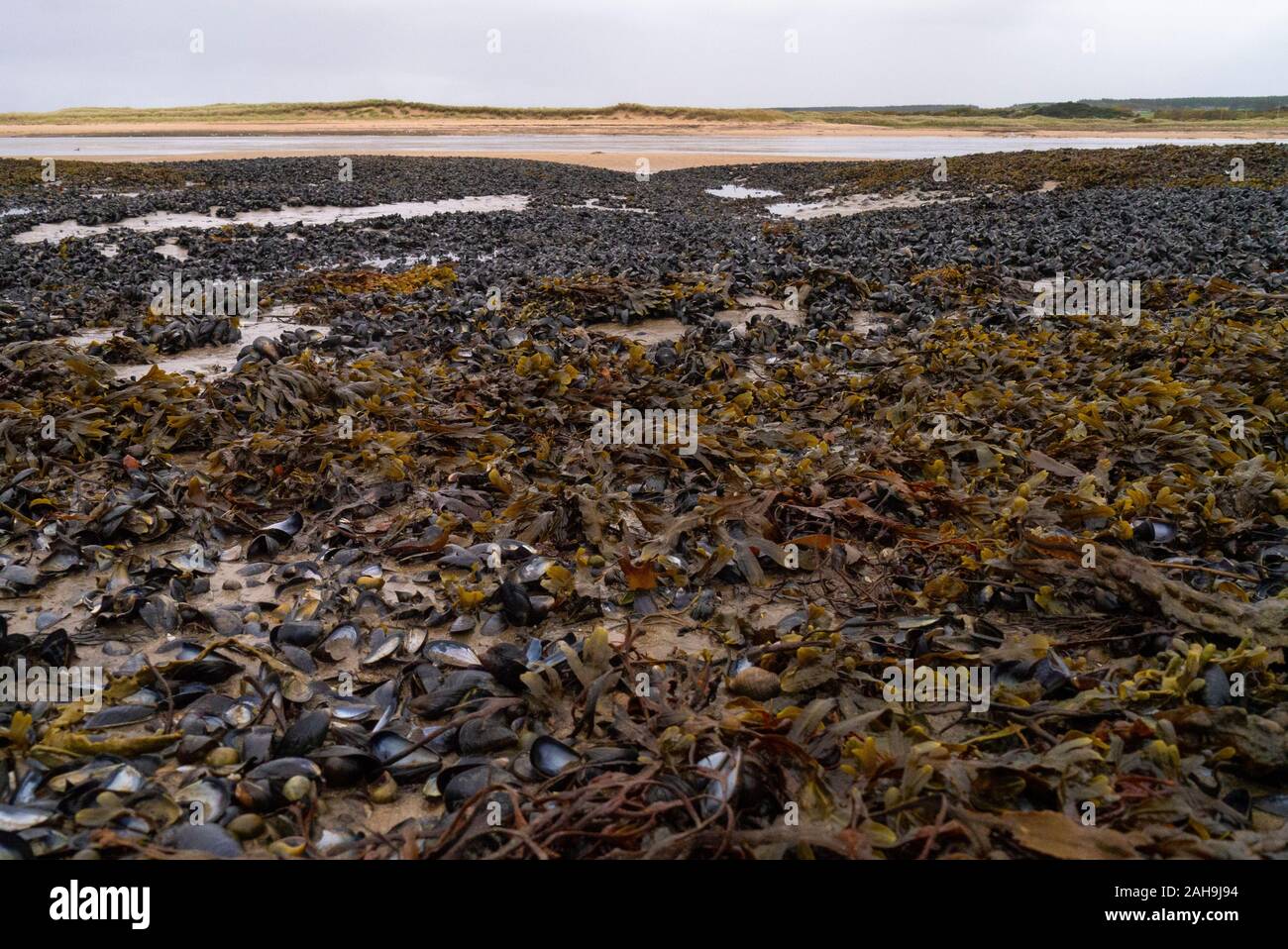 Landscape of the mussel beds at Loch Fleet Sutherland Scotland UK Stock ...