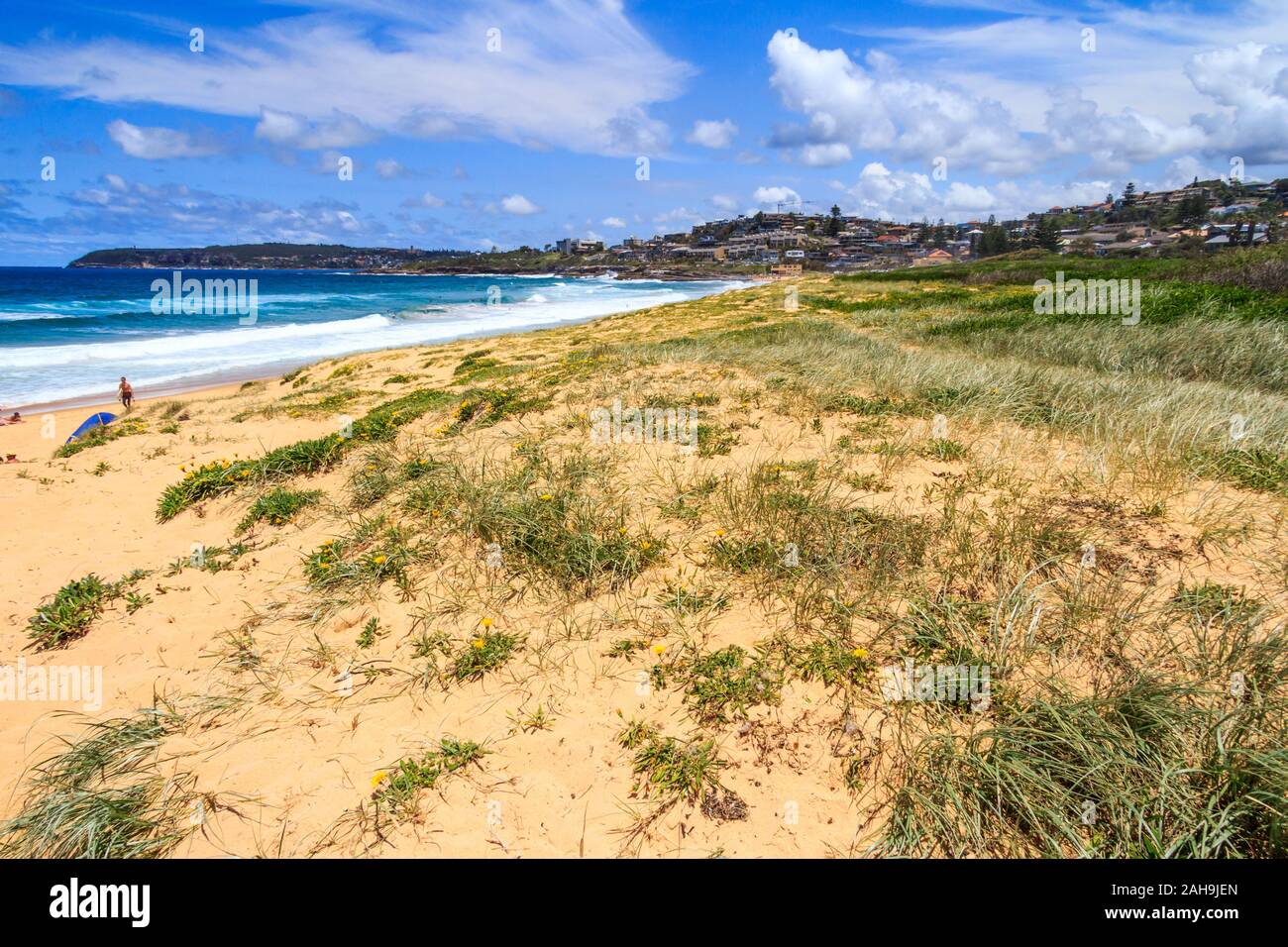 Sand dunes on the beach at Curl Curl, This is one of the citys northern ...