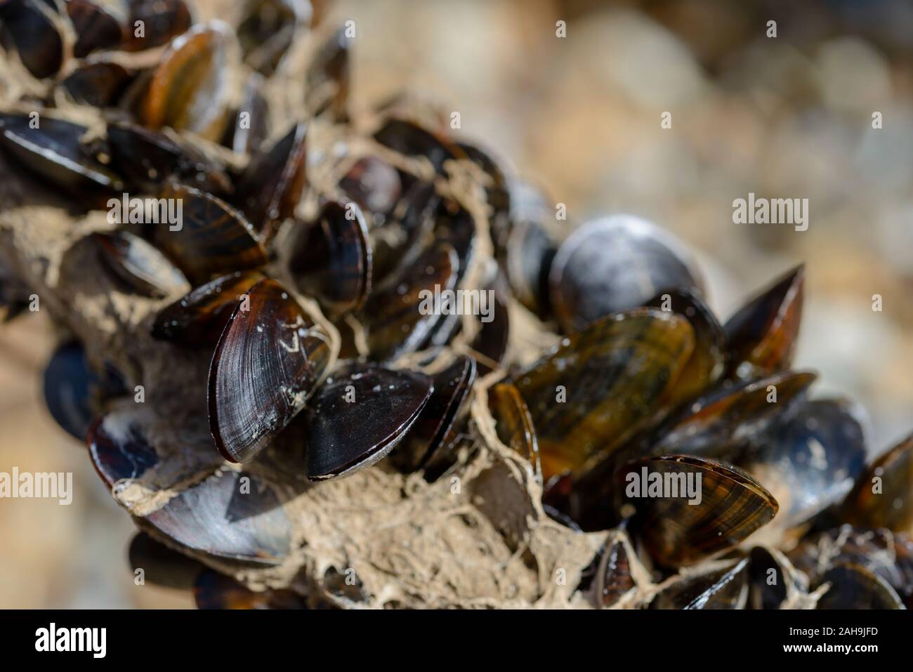 Norfolk mussels hi-res stock photography and images - Alamy