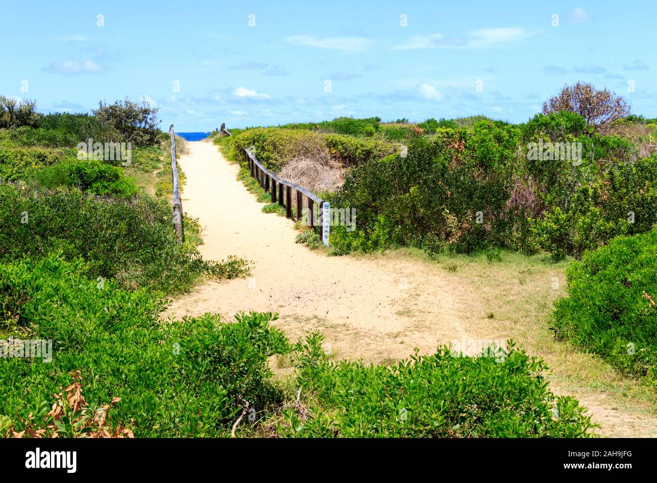 Sand dunes on the beach at Curl Curl, This is one of the citys northern ...