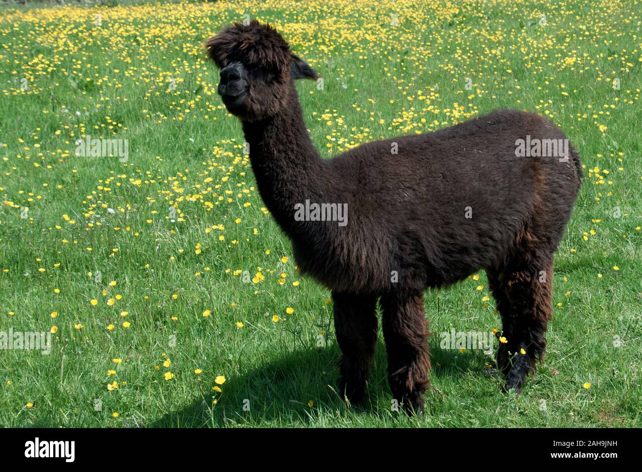 Alpaca - Lama pacos - from Mayfield Alpacas Animal Farm, near Sheffield ...
