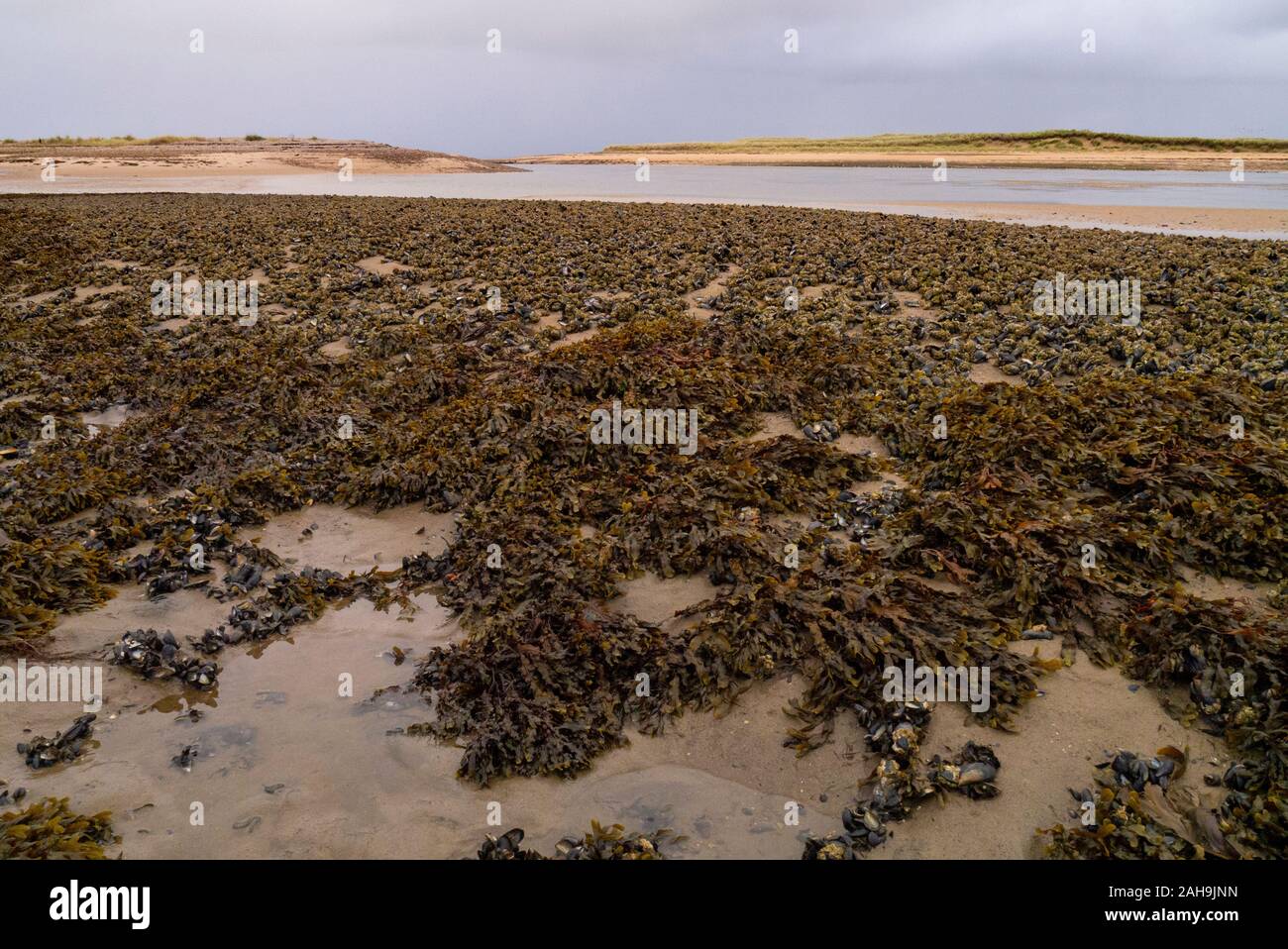Landscape of the mussel beds at Loch Fleet Sutherland Scotland UK Stock ...