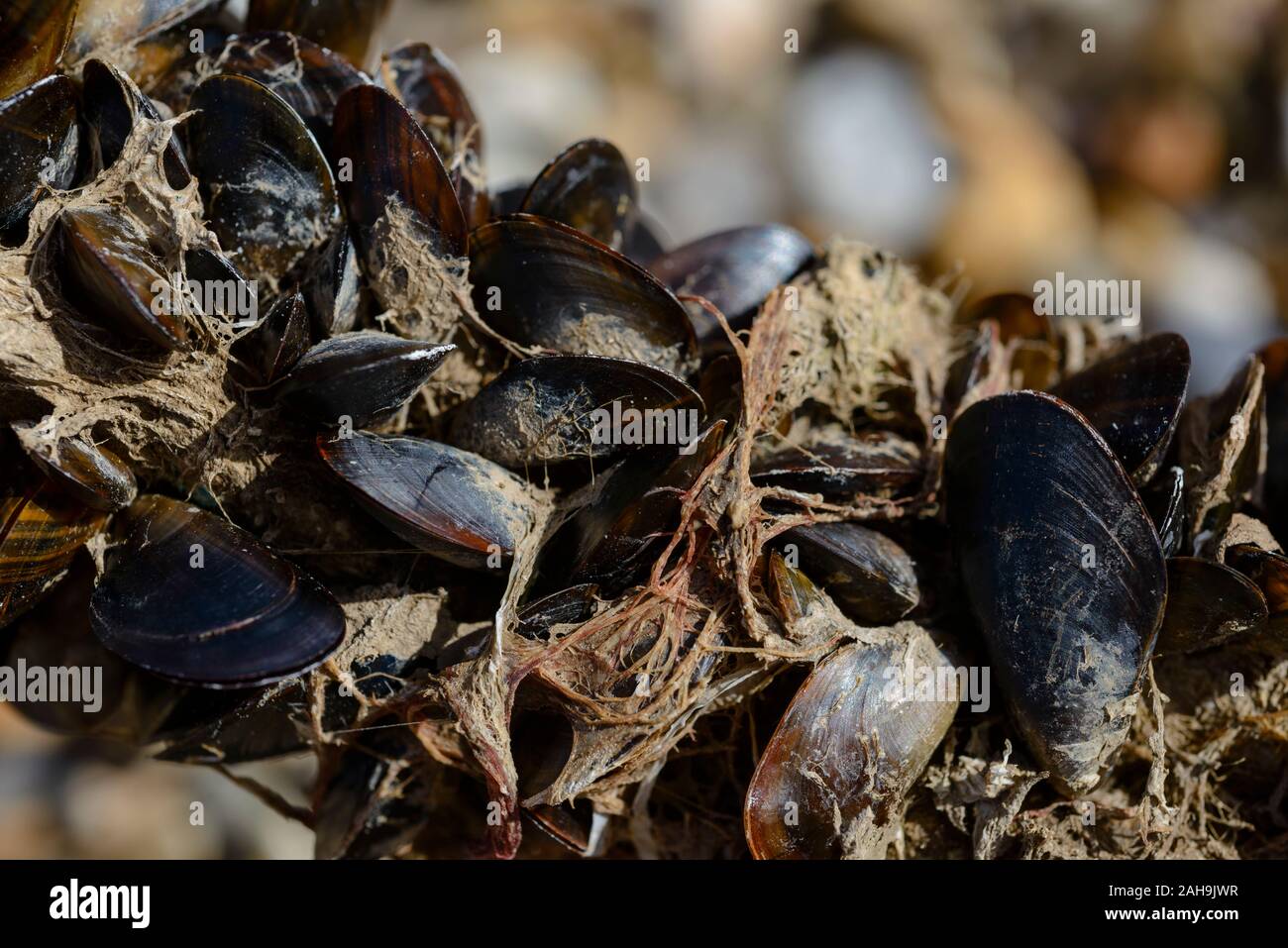 Norfolk mussels hi-res stock photography and images - Alamy