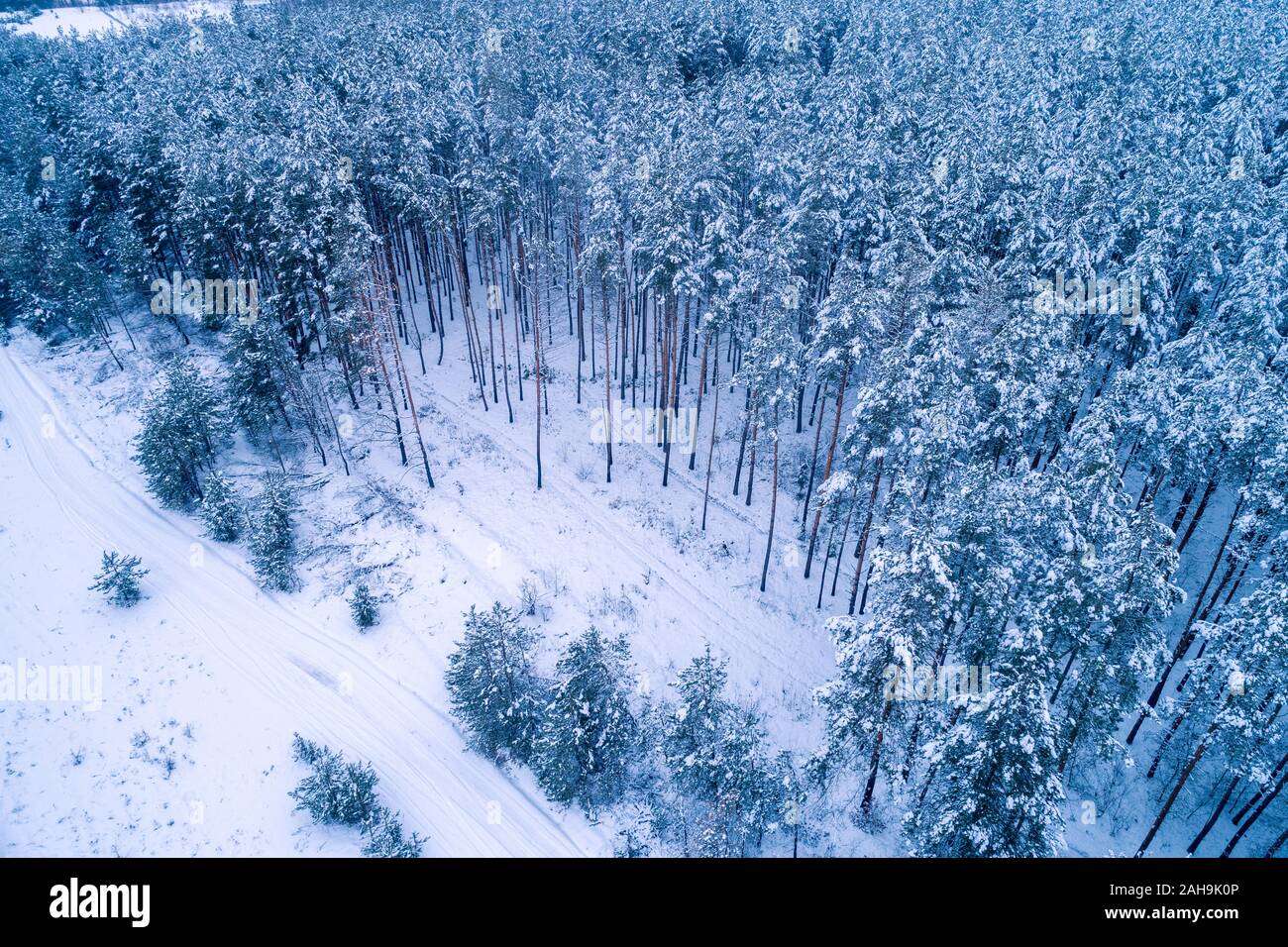 Aerial view snowy pine forest hi-res stock photography and images - Alamy