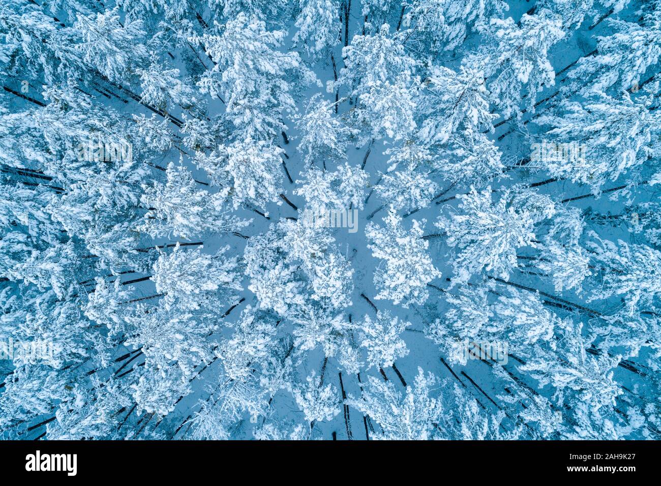Top view of a pine forest covered with snow. Trees are covered in snow ...