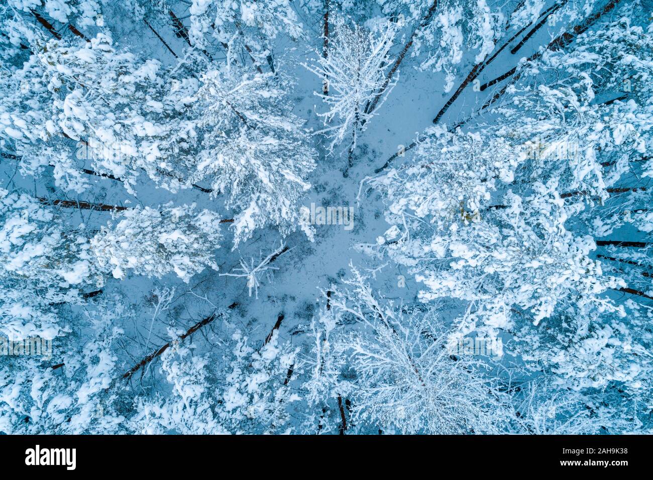 Top view of a pine forest covered with snow. Trees are covered in snow ...