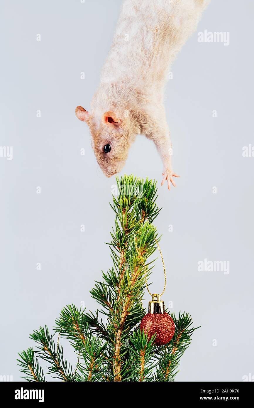 Tree mouse hi-res stock photography and images - Alamy