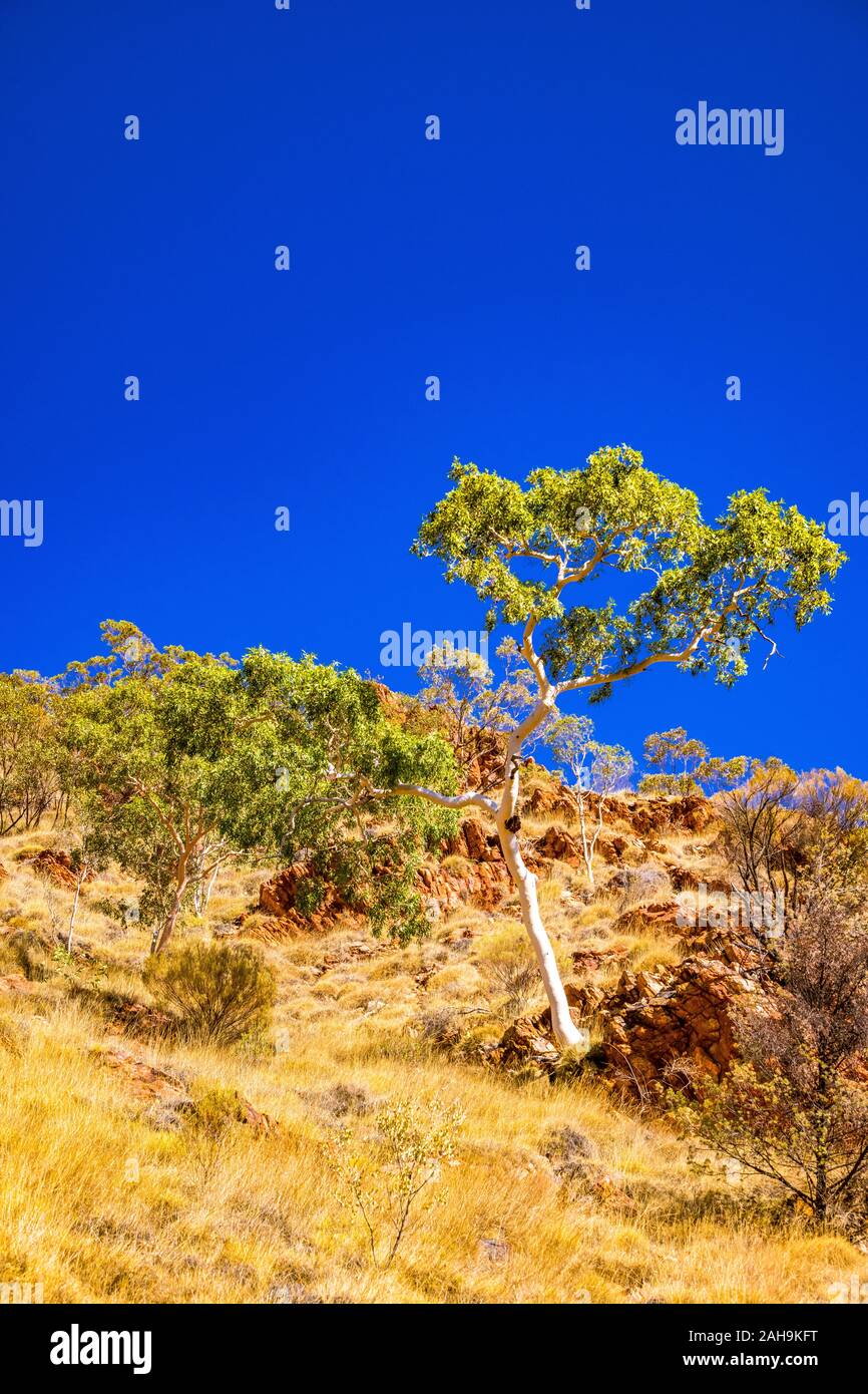 Redbank Gorge is a gap in the West MacDonnell Ranges in the Northern ...