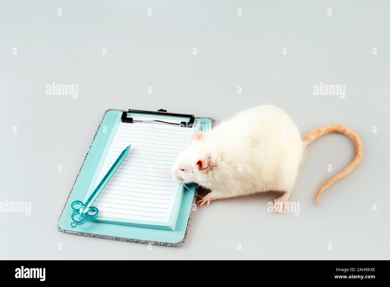 White rat sitting next to the clipboard for recording plans and goals ...