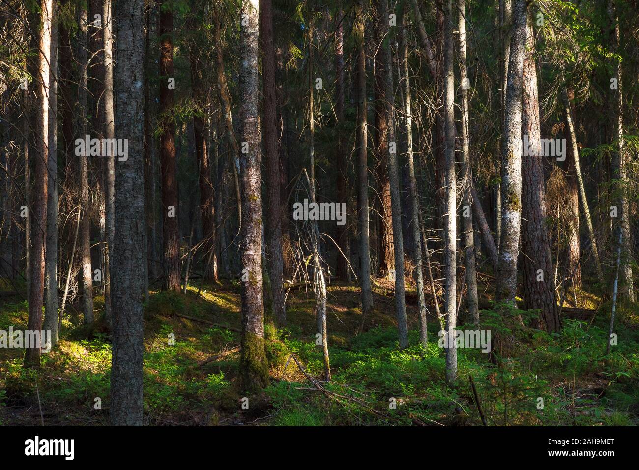 Inside autumn needle forest hi-res stock photography and images - Alamy