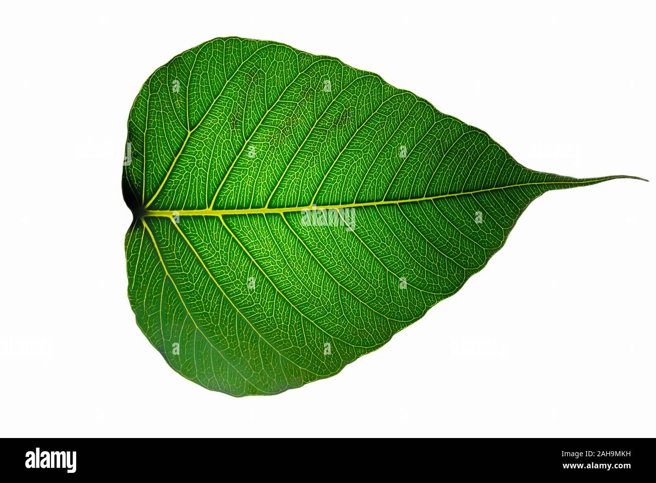 Pipul hi-res stock photography and images - Alamy