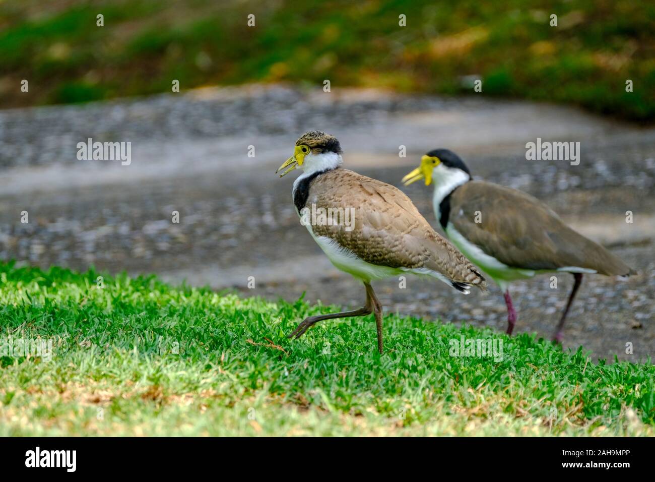 Birds Of Queensland Australia