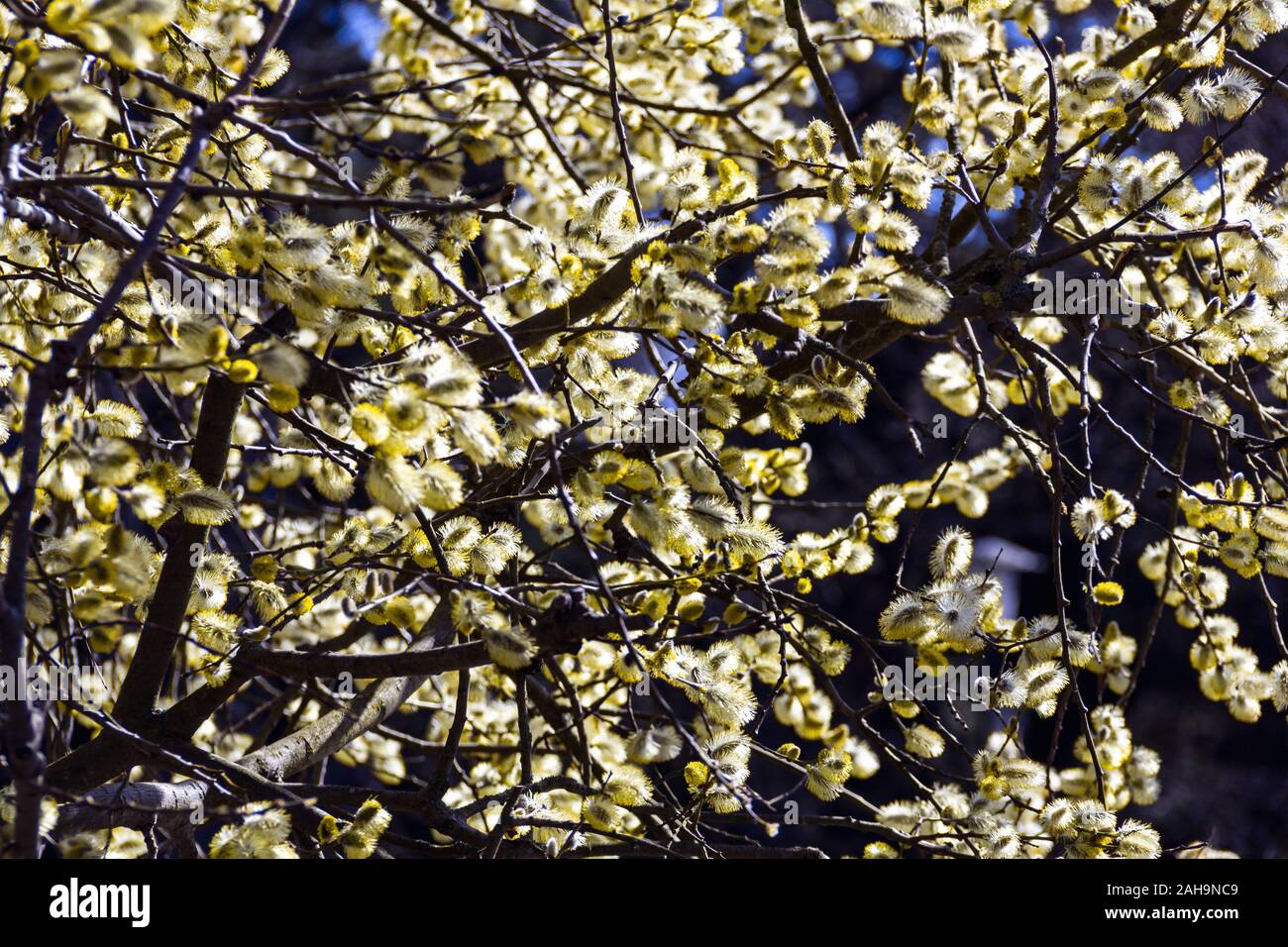 A willow tree in full bloom in early spring in Sweden Stock Photo - Alamy
