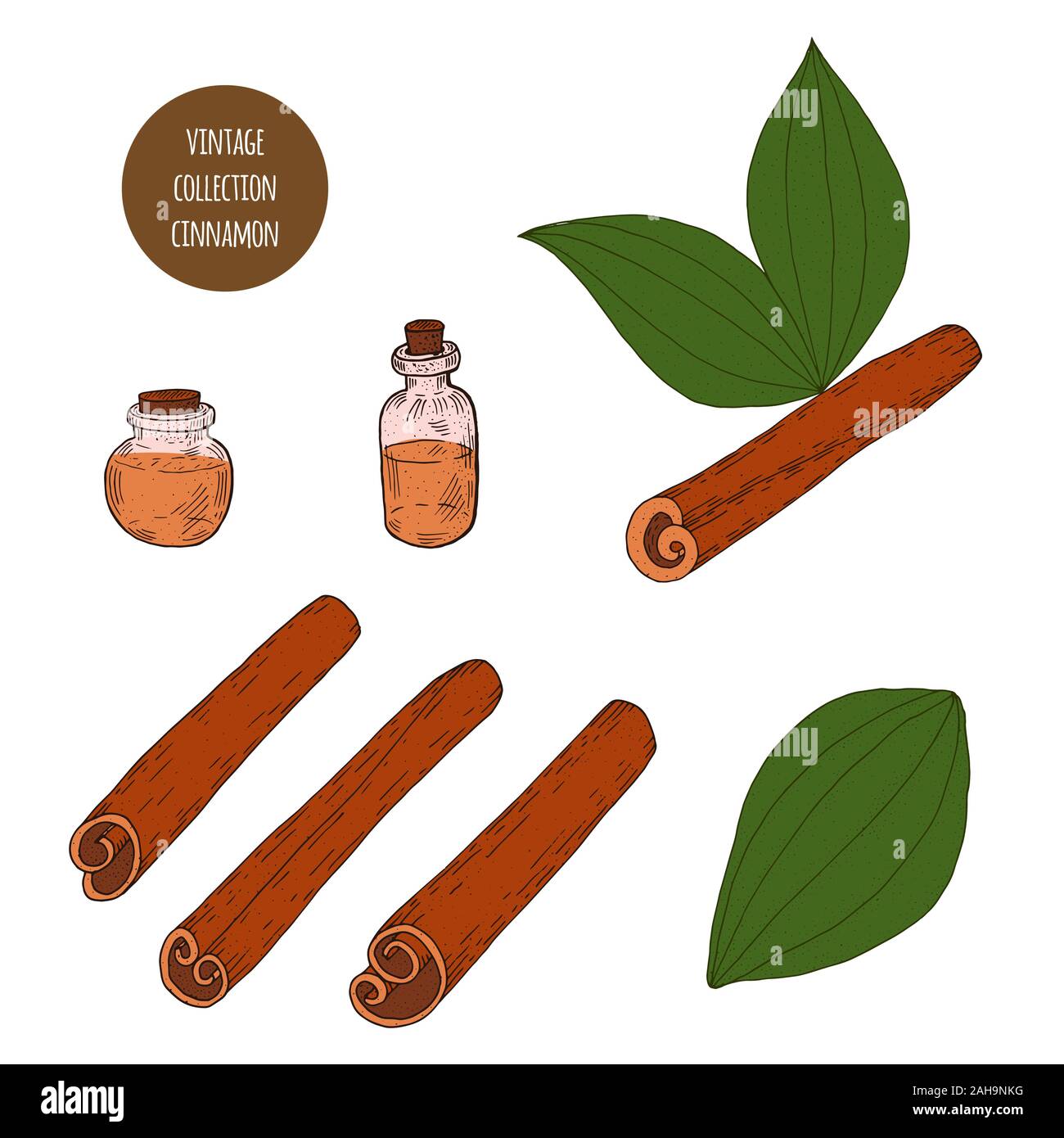Cinnamon. Vector hand drawn set of cosmetic plants isolated on white ...