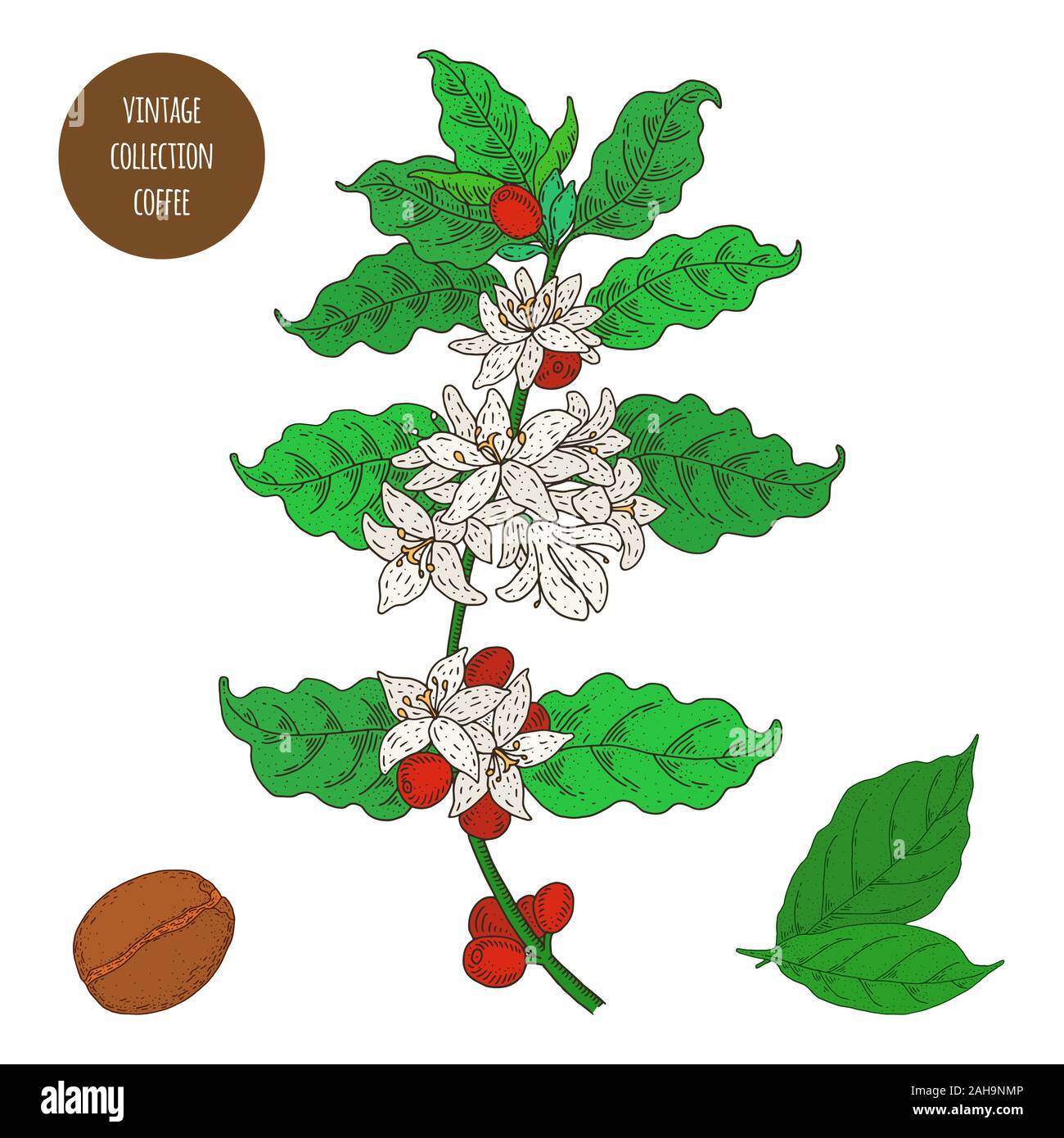 Coffee. Vintage botany vector hand drawn illustration isolated on white ...