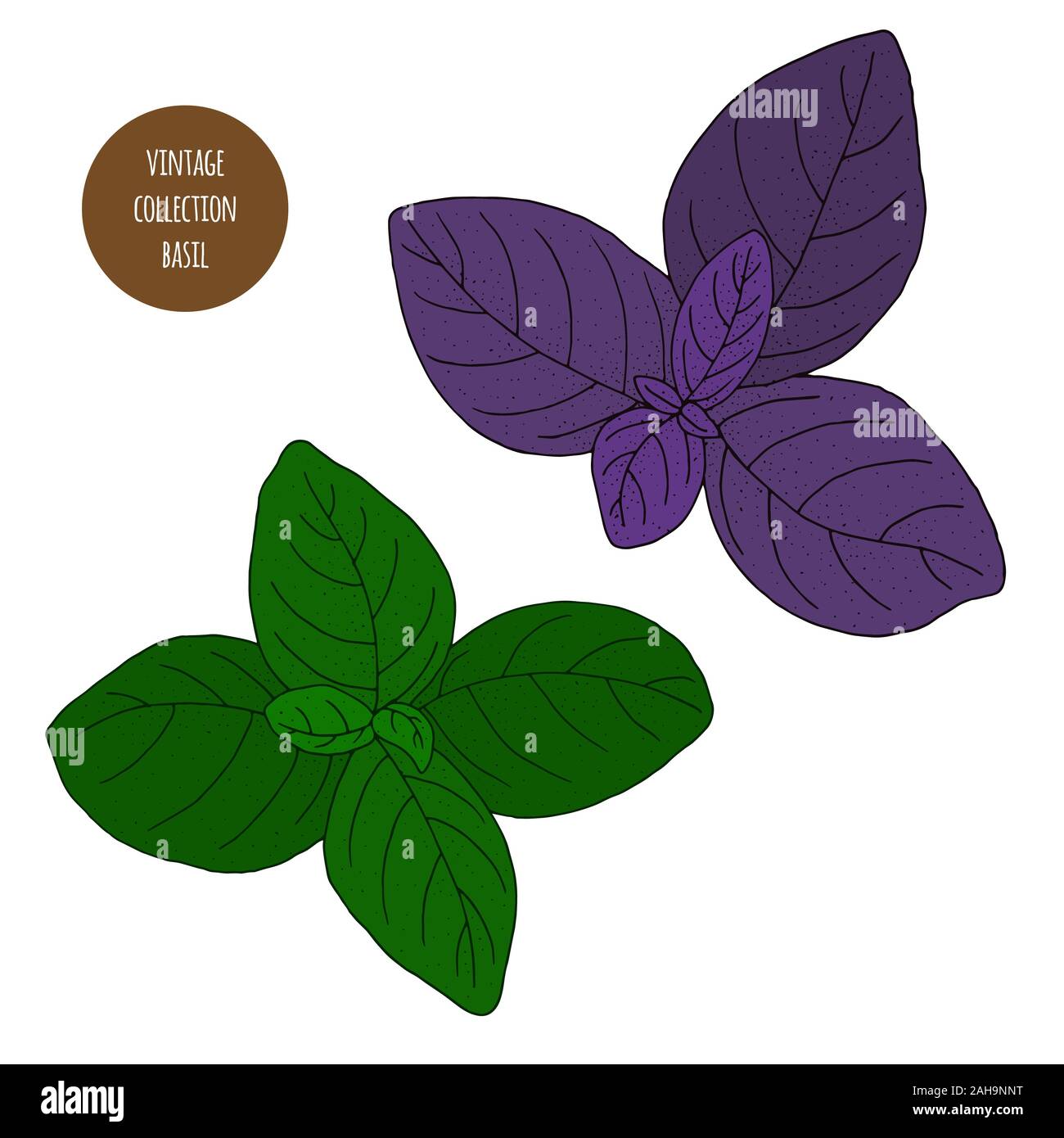 Basil. Vector hand drawn set of cosmetic herbs isolated on white ...