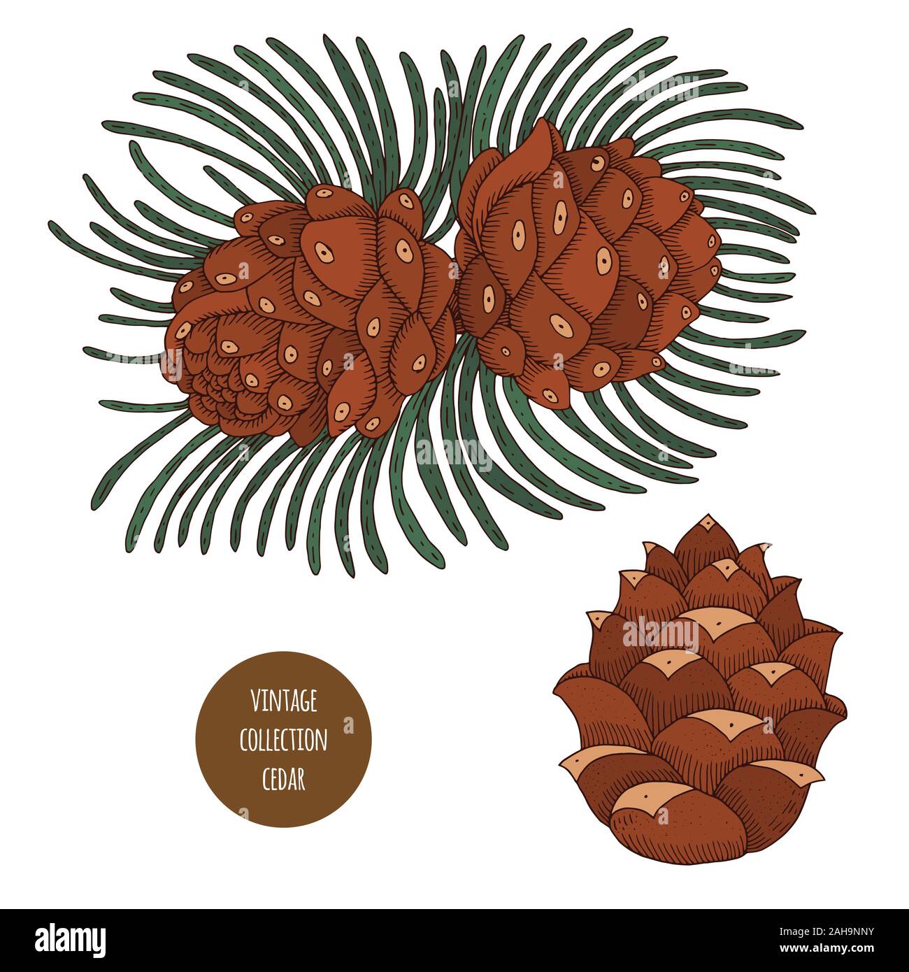 Cedar. Cone. Vector hand drawn set of cosmetic plants isolated on white ...