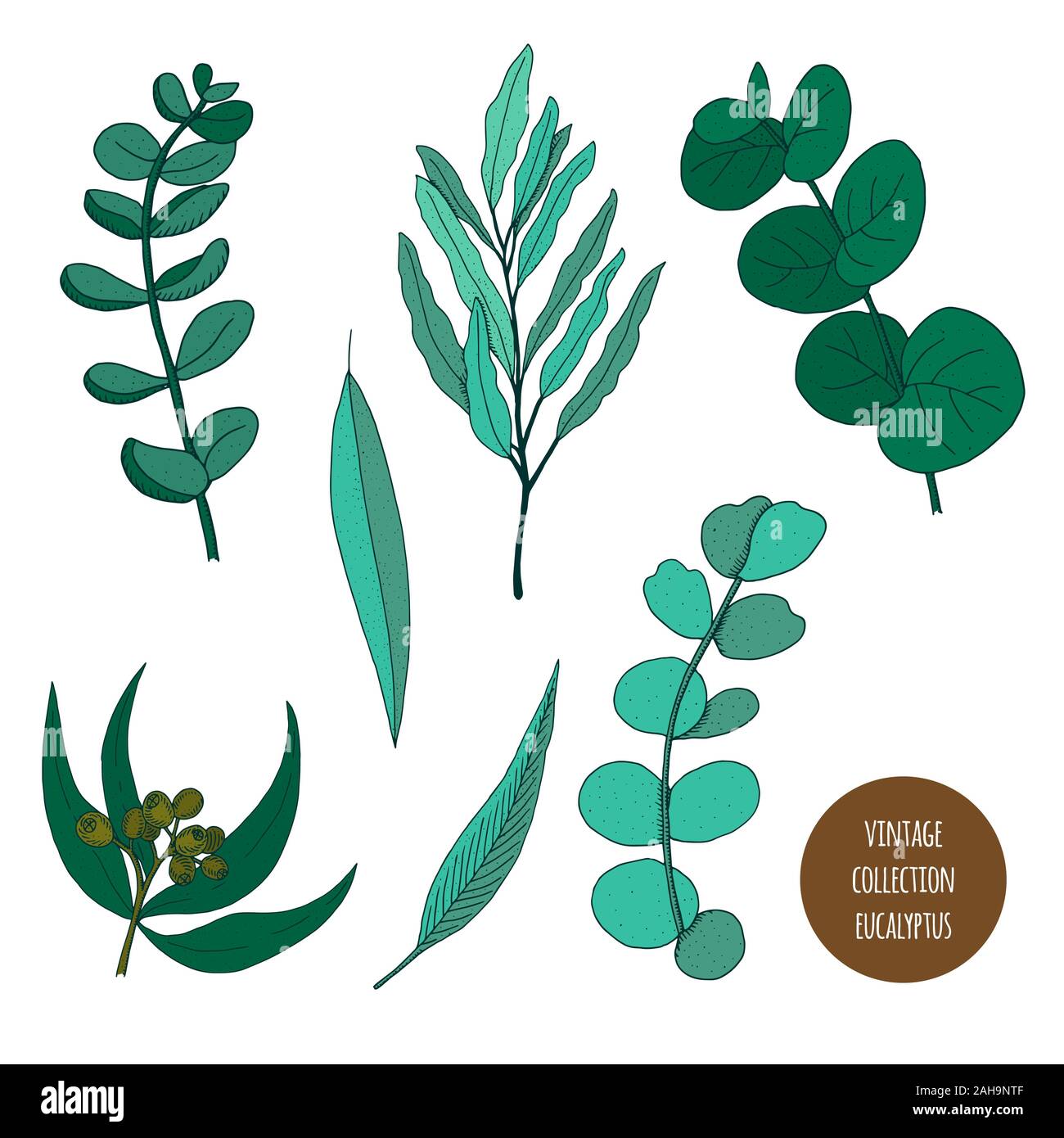 Eucalyptus Essential Oil Clip Art