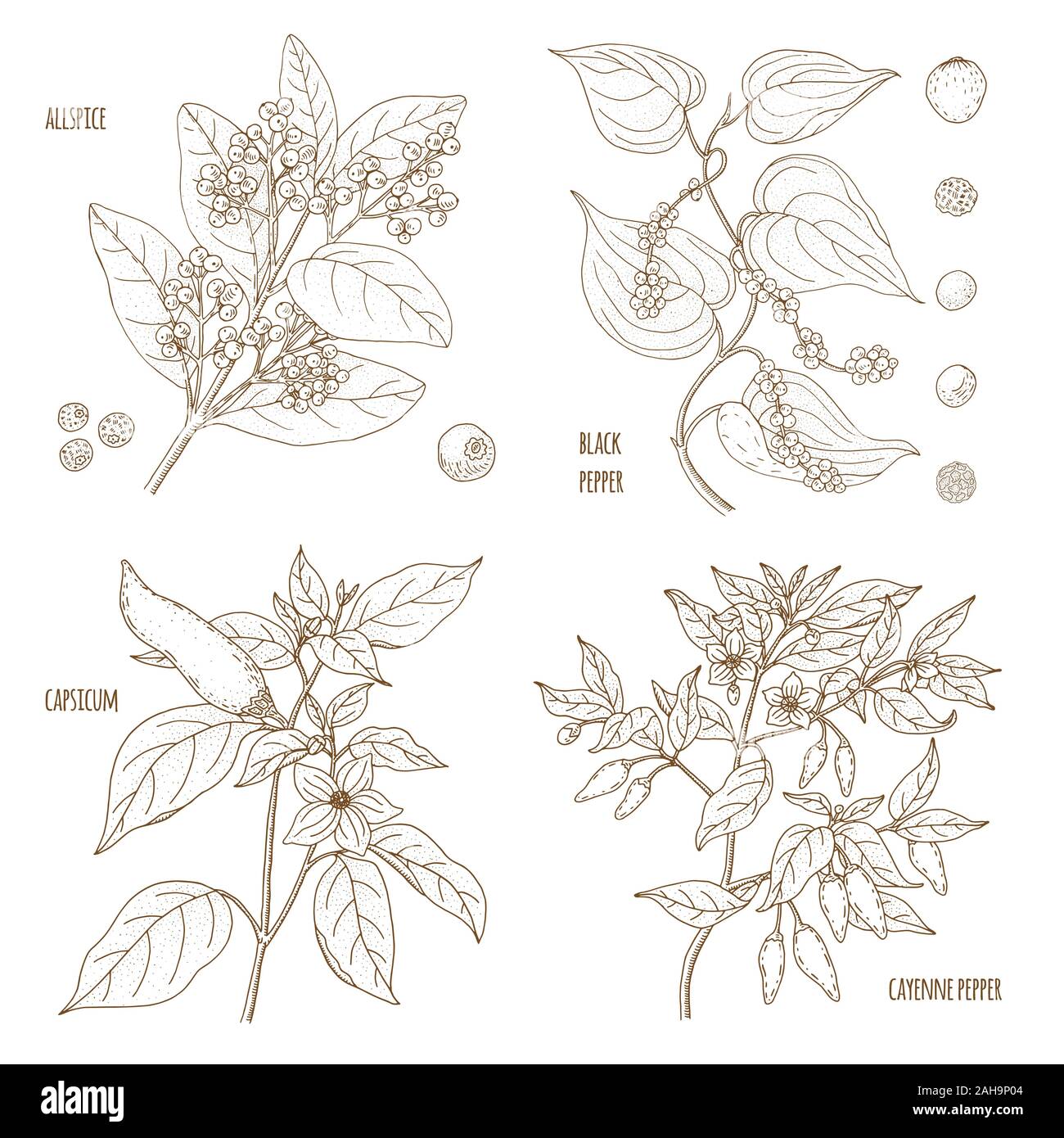 Set of Fragrant Peppers. Allspice, Capsicum, Black and Cayenne. Vintage ...
