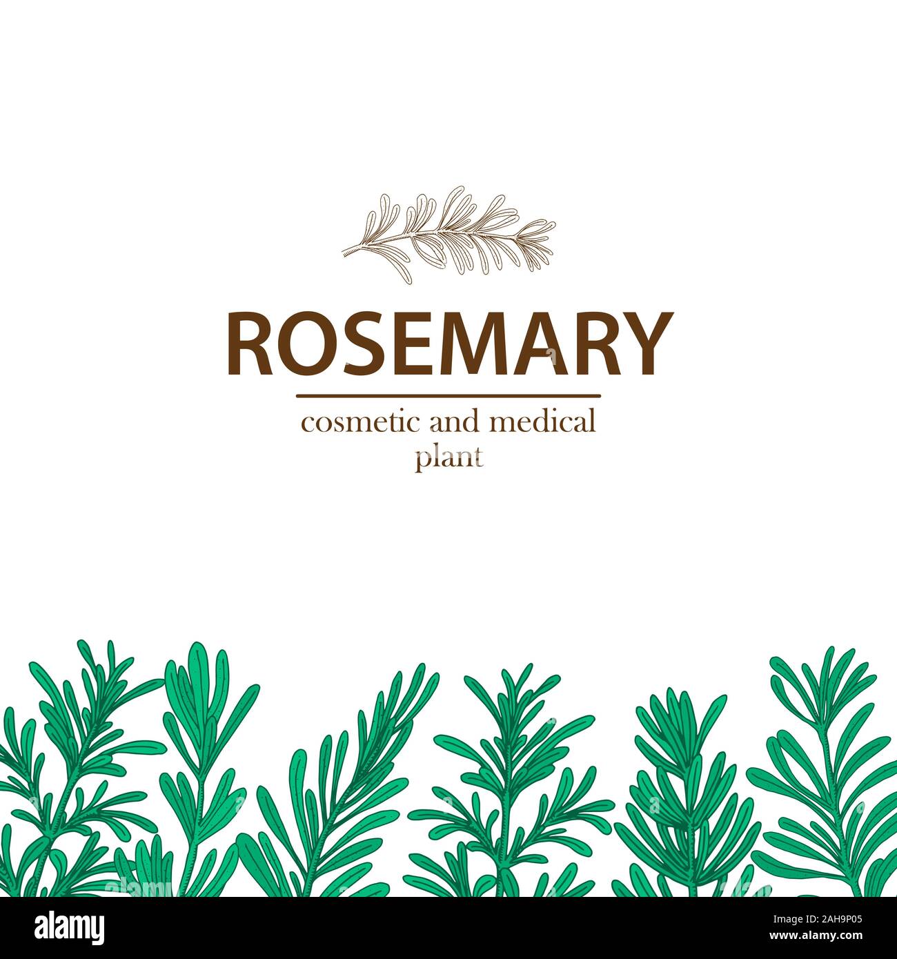 Rosemary. Vector hand drawn herbal background. Aromatherapy banner ...