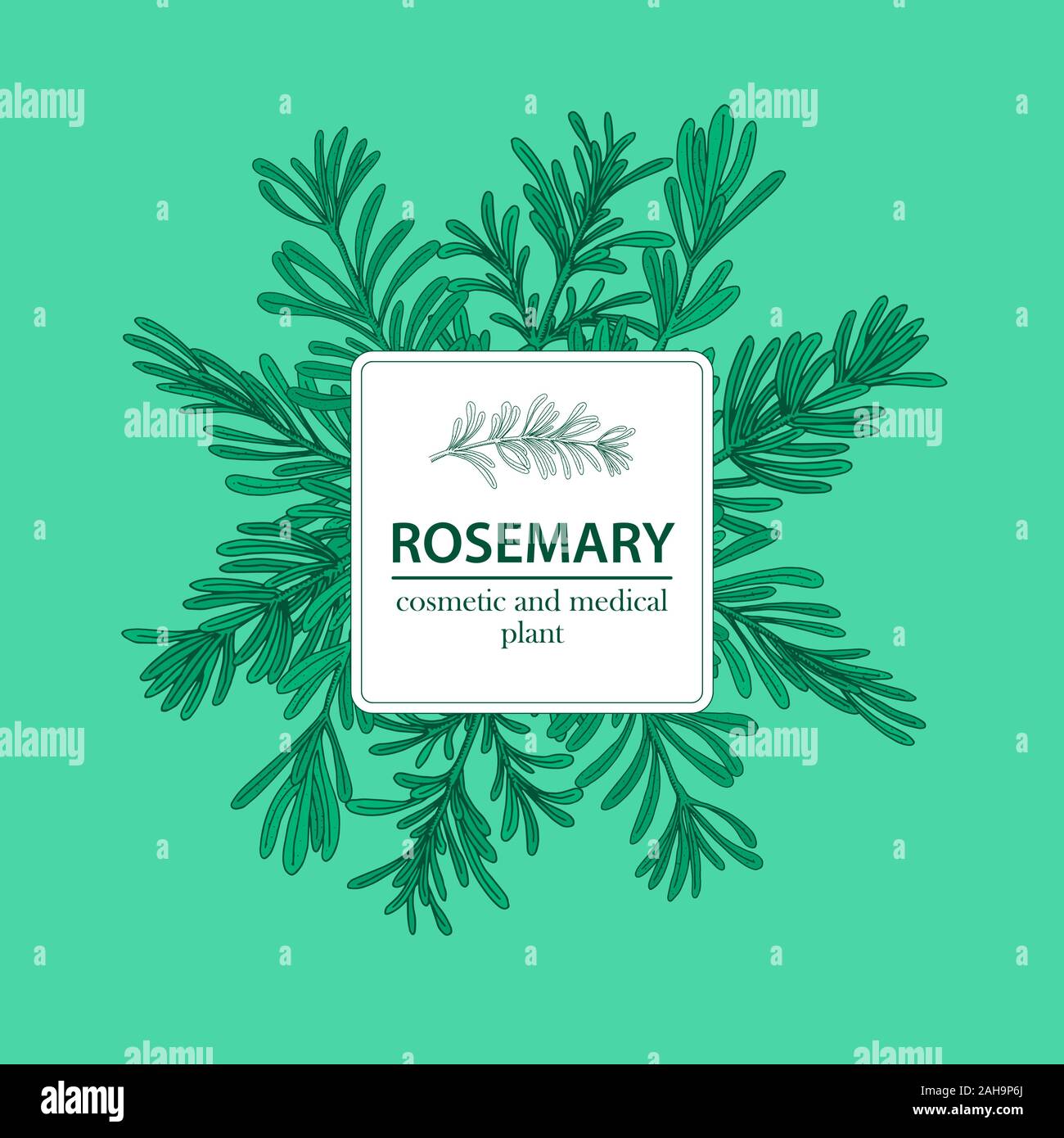 Rosemary. Vector hand drawn herbal background. Aromatherapy banner ...