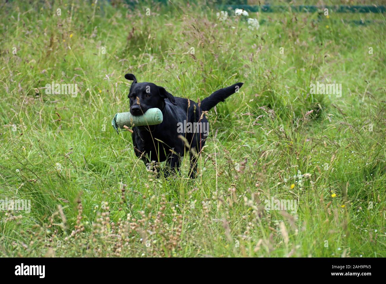 Black Labrador dog retrieving a training dummy Stock Photo - Alamy