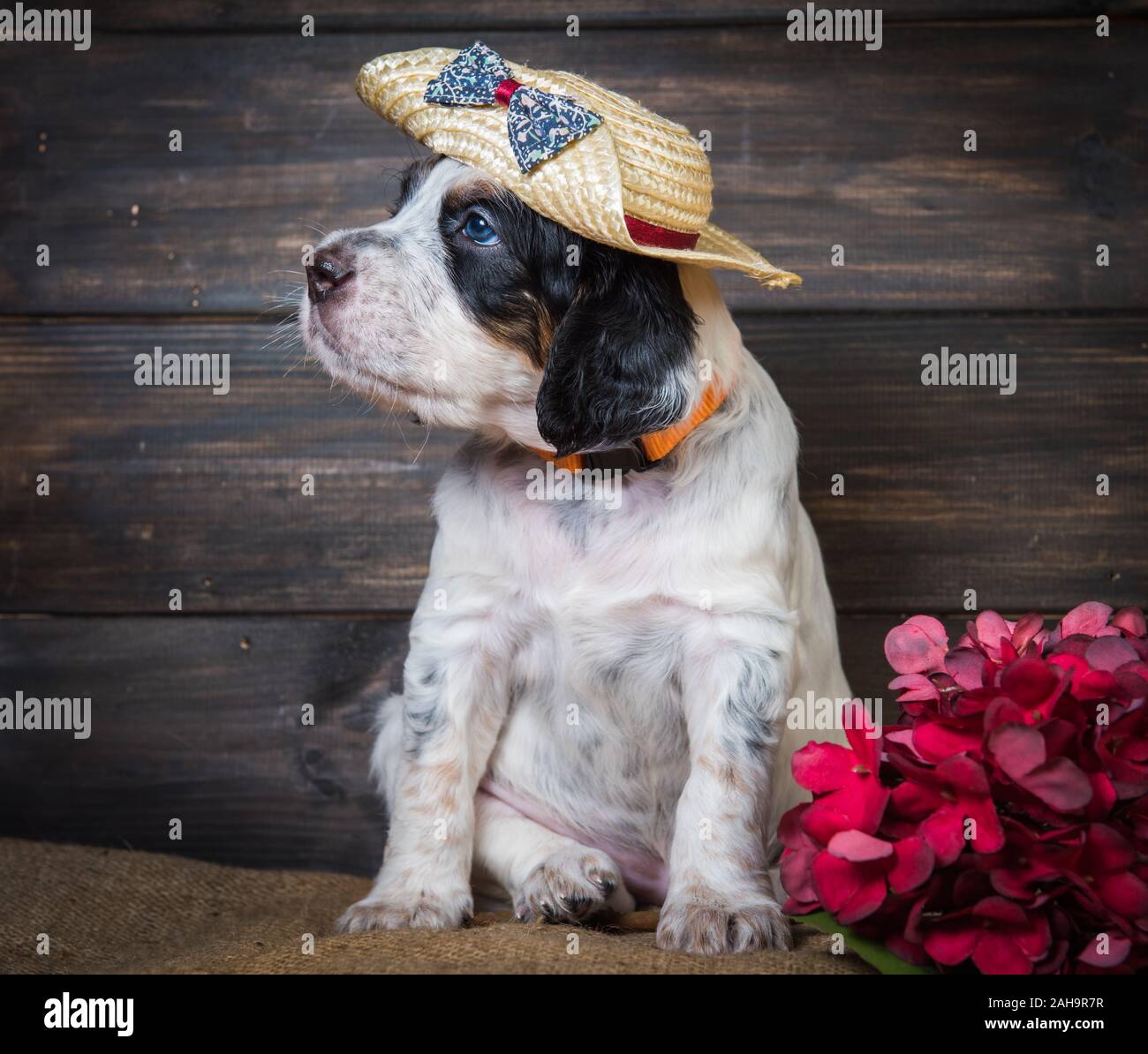 Cute English Setter puppy dog studio portrait Stock Photo - Alamy