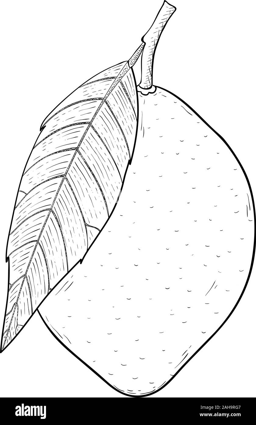 Lemon. Hand drawn sketch. Vector illustration isolated on white ...