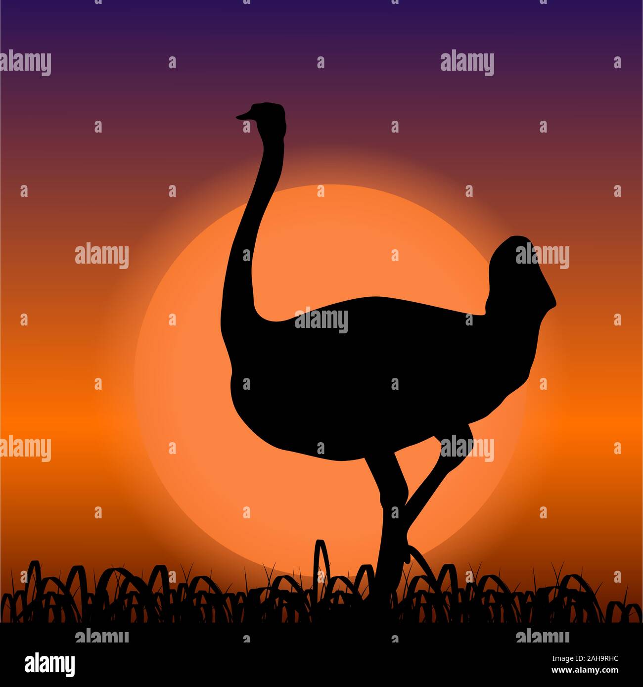 Ostrich in Africa. Black silhouette on sunset background Stock Vector ...