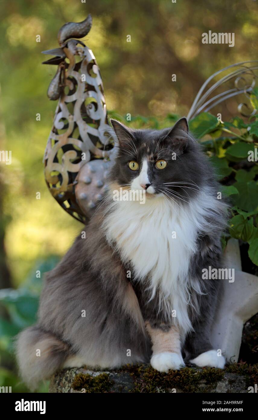 A fluffy norwegian forest cat female sitting on a stone with a ...