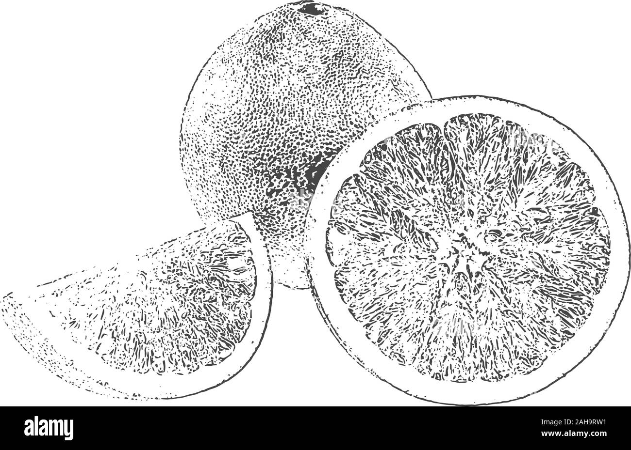 Orange. Hand drawn sketch Stock Vector Image & Art - Alamy