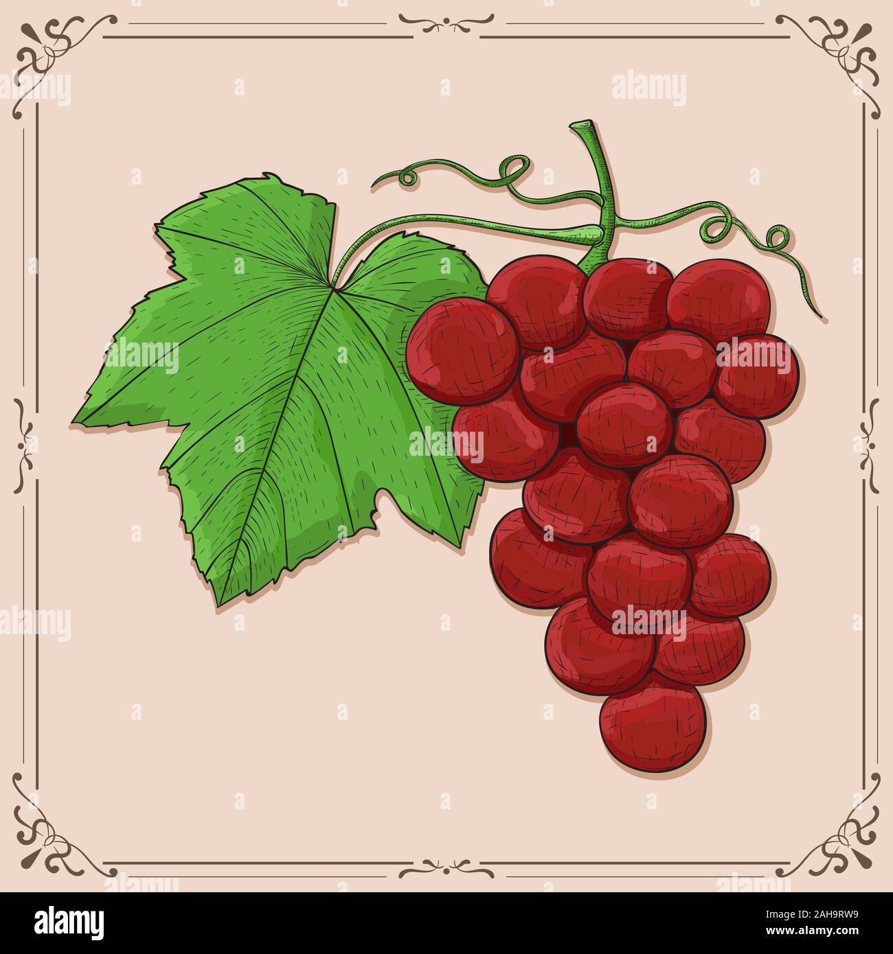 Grapes. Hand drawn sketch Stock Vector Image & Art - Alamy