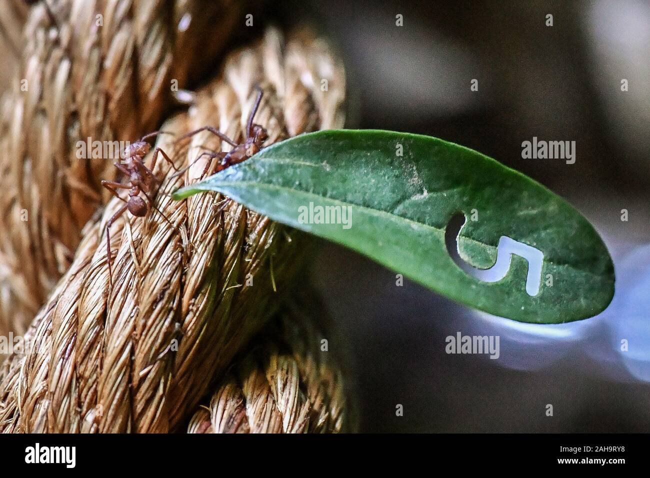 Leaf cutter ants carry numbers punched into leaves, as they are counted ...