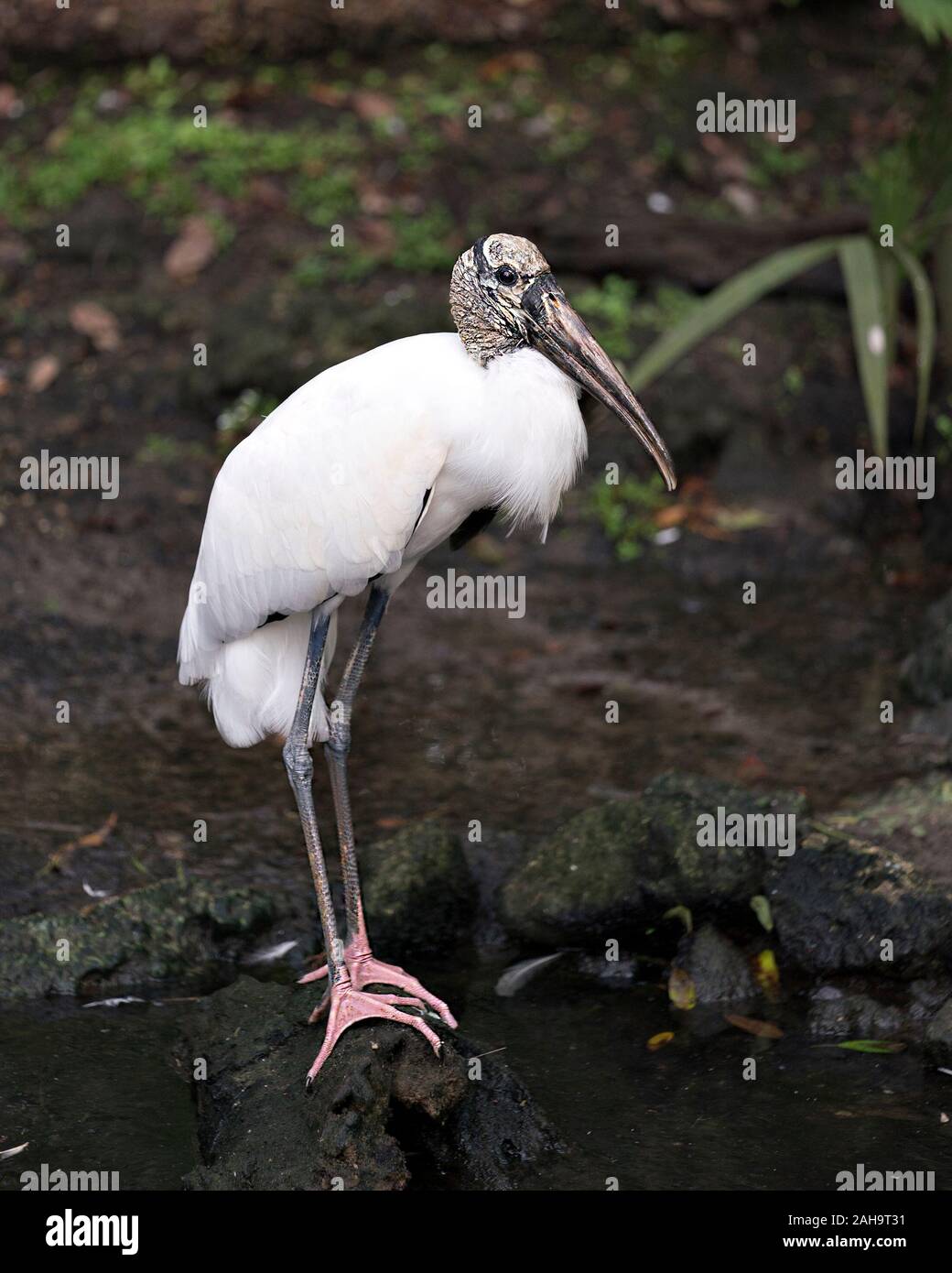 Stork artwork hi-res stock photography and images - Alamy
