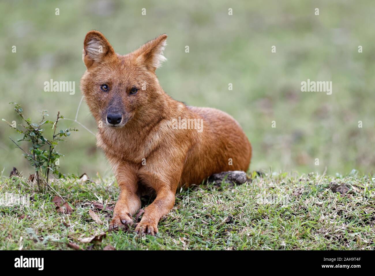 Caninae hi-res stock photography and images - Alamy