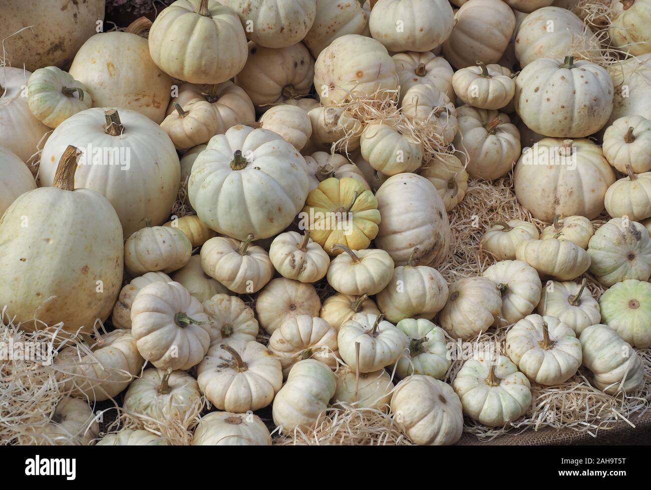 pumpkin (Cucurbita pepo) vegetables vegetarian and vegan food Stock ...