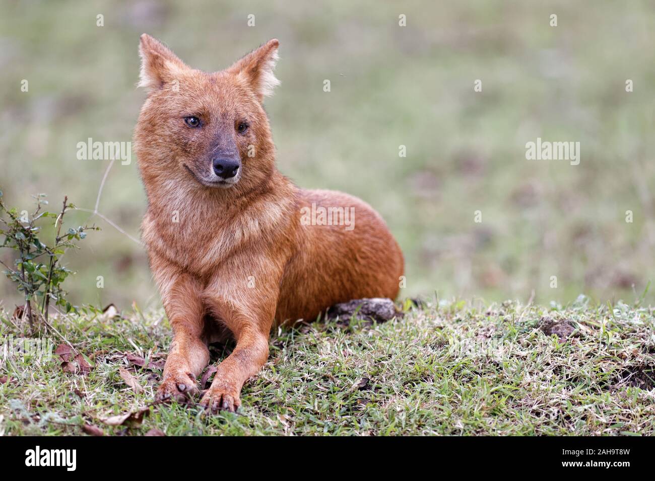 Indian Wild Dog aka Dhole Stock Photo - Alamy