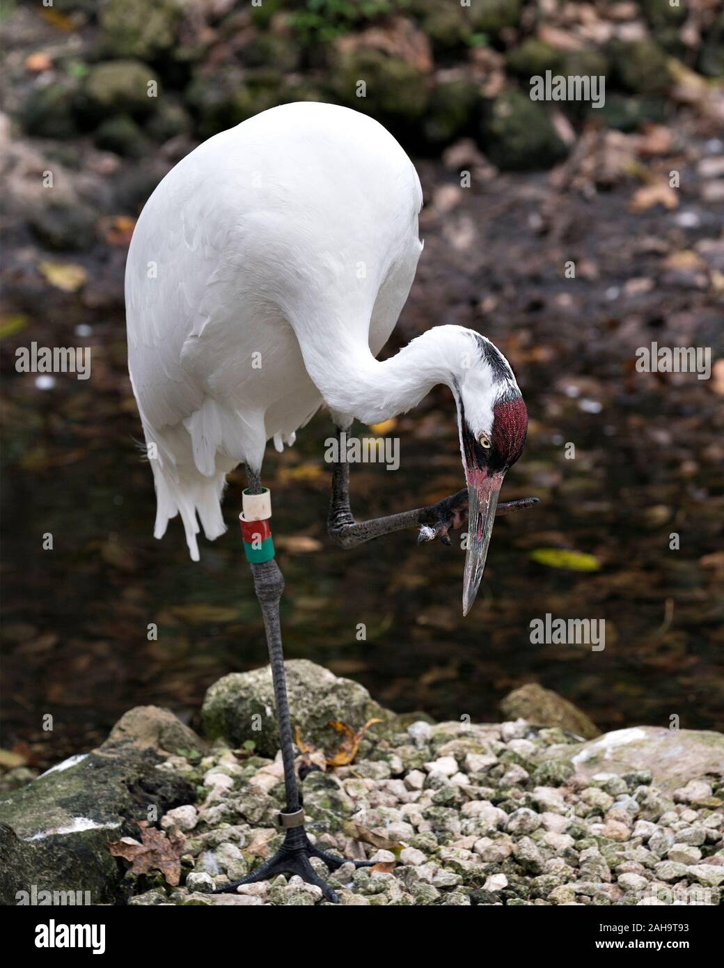 Whooping crane bird close-up profile view standing tall iby the water ...