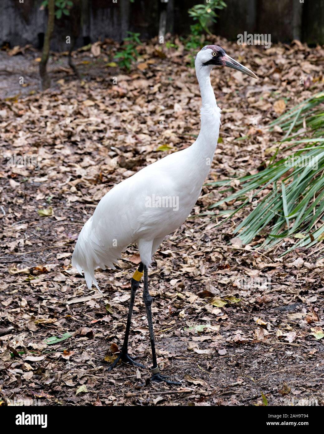Whooping crane bird close-up profile view standing tall in the water in ...