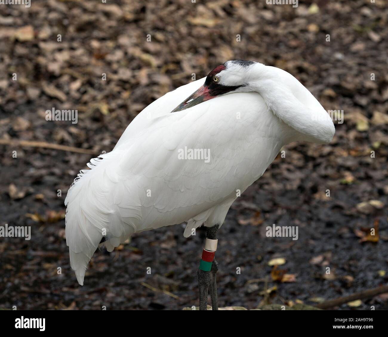 Whooping crane bird close-up profile view standing tall by the water ...