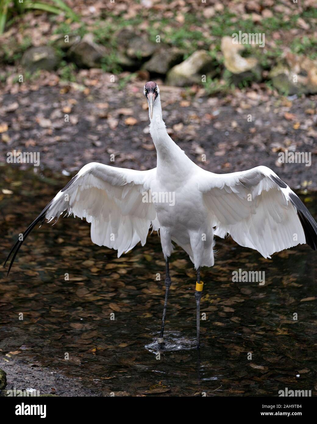 Standing whooping crane hi-res stock photography and images - Alamy
