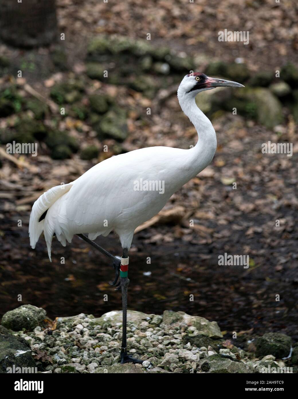 Tall standing bird hi-res stock photography and images - Alamy