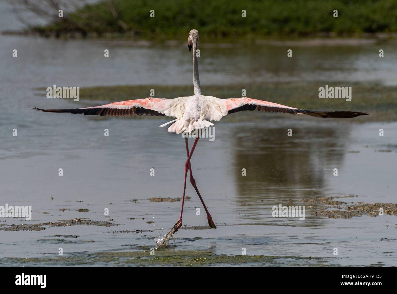 back view of flamingo after landing Stock Photo - Alamy