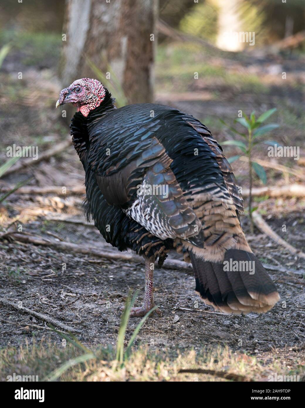 Wild turkey bird close-up profile view in the field with foliage ...
