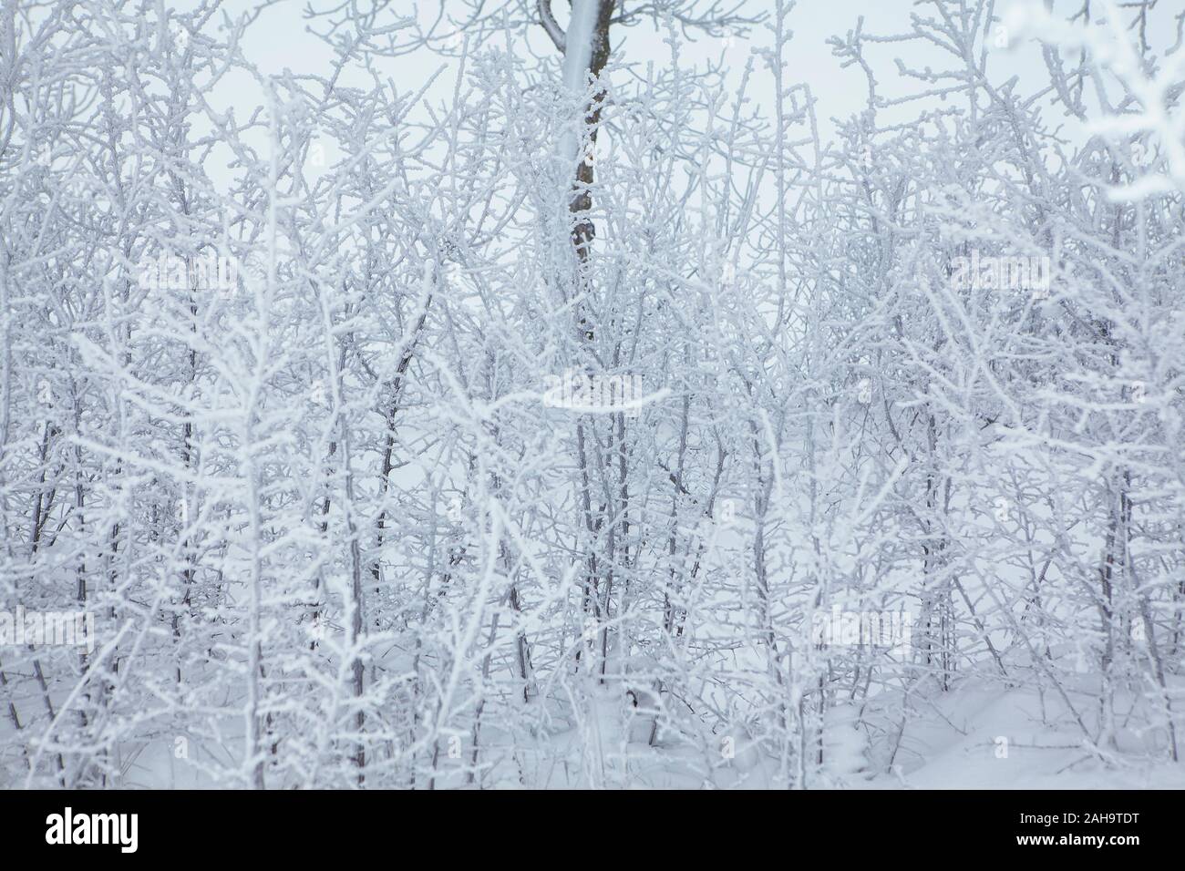 trees with frozen branches in winter Stock Photo - Alamy